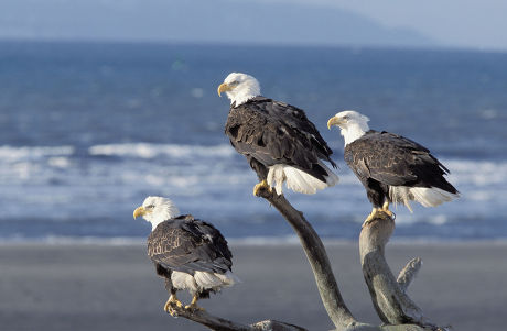 48 Cape of eagles (usa Stock Pictures, Editorial Images and Stock ...