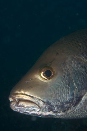 Twospot Red Snapper Lutjanus Bohar Maldives Editorial Stock Photo ...