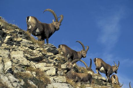 56 Bovid species Stock Pictures, Editorial Images and Stock Photos ...