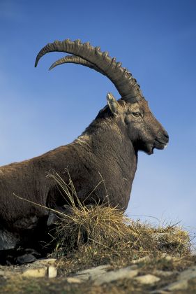 56 Bovid species Stock Pictures, Editorial Images and Stock Photos ...