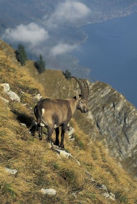 56 Bovid species Stock Pictures, Editorial Images and Stock Photos ...