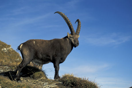 56 Bovid species Stock Pictures, Editorial Images and Stock Photos ...