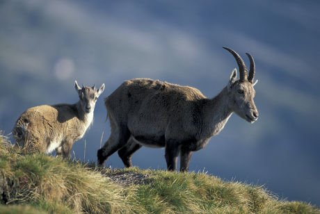 56 Bovid species Stock Pictures, Editorial Images and Stock Photos ...