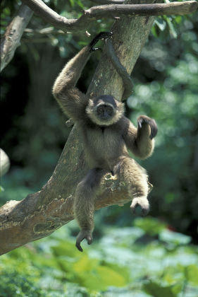 Muellers Bornean Grey Gibbon Hylobates Muelleri Editorial Stock Photo ...
