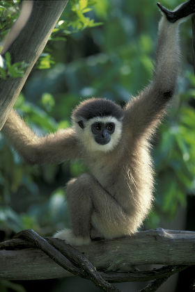 Muellers Bornean Grey Gibbon Hylobates Muelleri Editorial Stock Photo ...