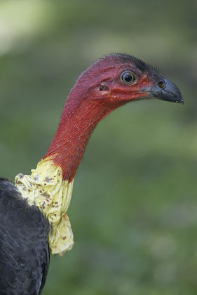 Australian Brushturkey Scrub Turkey Alectura Lathami Editorial Stock ...