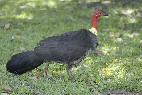 Australian Brushturkey Scrub Turkey Alectura Lathami Editorial Stock ...