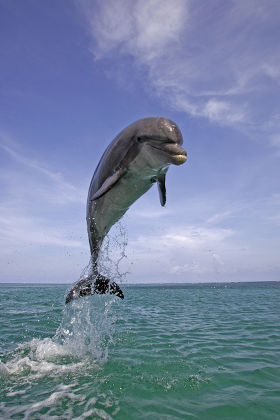 Bottlenose Dolphin Tursiops Truncatus Leaping Out Editorial Stock Photo - Stock Image | Shutterstock
