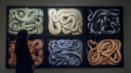 Visitor Looks Guido Mocaficos Snakes Preview Editorial Stock Photo ...