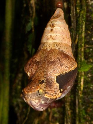 Dynastor Darius Butterfly Pupa That Looks Editorial Stock Photo - Stock ...
