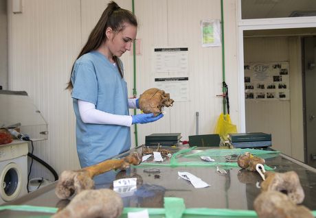 Osteologist Bojana Tomasevic Inspects Human Remains Editorial Stock ...