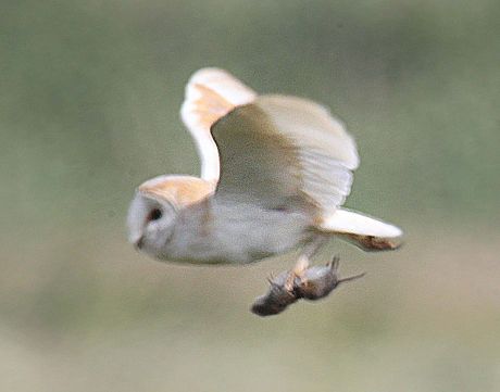 Barn Owl Flying Carrying Field Vole Editorial Stock Photo - Stock Image ...