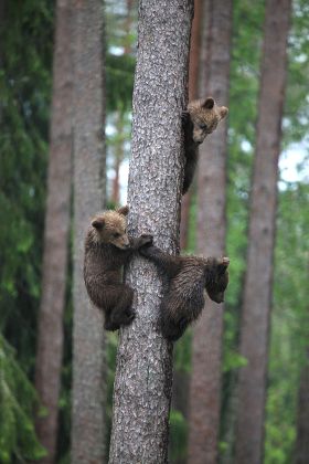 Three Bear Cubs Climbing Tree Editorial Stock Photo - Stock Image ...