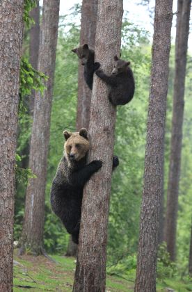 78 Aggressive bear Stock Pictures, Editorial Images and Stock Photos ...