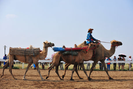 Camel Rider Parades Opening Ceremony Editorial Stock Photo - Stock ...