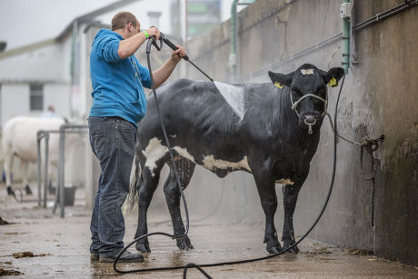 Cow Washed Editorial Stock Photo - Stock Image | Shutterstock