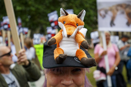 __COUNT__ Fox hunting protest, London, Britain - 14 Jul 2015 Stock ...