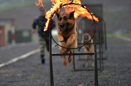Police Dog Jumps Through Ring Fire Editorial Stock Photo - Stock Image ...