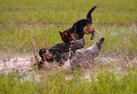 Police Dog Receives Bite Training Editorial Stock Photo - Stock Image ...