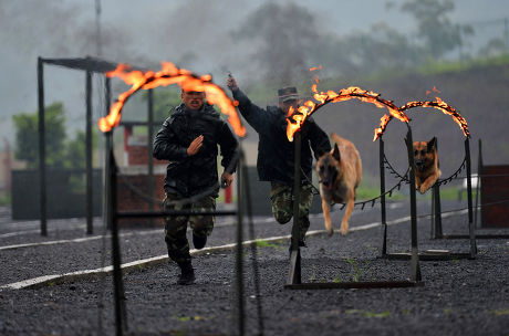 Police Dogs Jumping Through Rings Fire Editorial Stock Photo - Stock ...