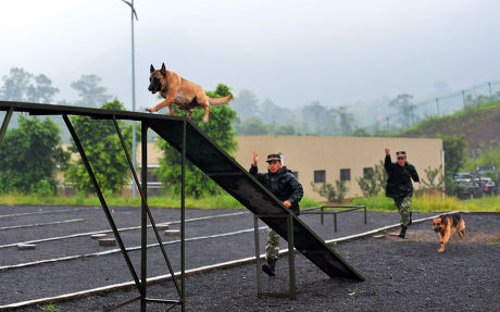 Police Dogs Complete Assault Course Editorial Stock Photo - Stock Image ...