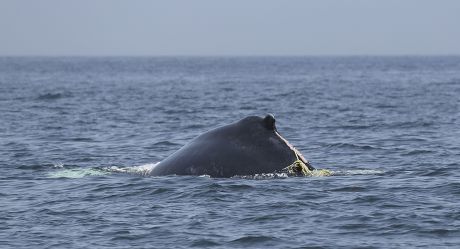 Humpback Whale Entangled Ropes Editorial Stock Photo - Stock Image ...