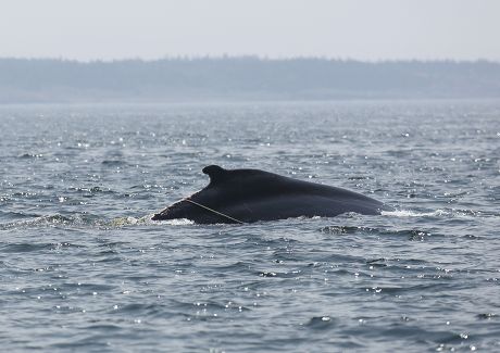 Humpback Whale Entangled Ropes Editorial Stock Photo - Stock Image ...