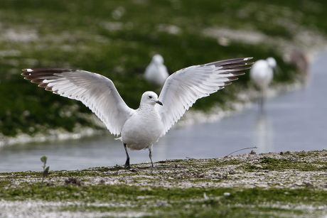Relict Gull Ichthyaetus Relictus Immature First Editorial Stock Photo ...