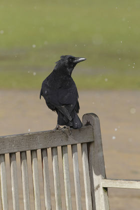 40 Bird seats Stock Pictures, Editorial Images and Stock Photos ...