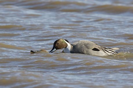 92 Pintails Stock Pictures, Editorial Images and Stock Photos ...