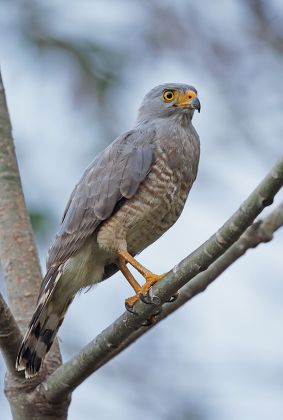 23 Roadside hawk Stock Pictures, Editorial Images and Stock Photos ...