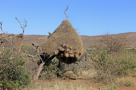 7 Communal colony Stock Pictures, Editorial Images and Stock Photos ...
