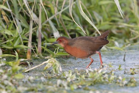 Ruddybreasted Crake Porzana Fusca Adult Walking Editorial Stock Photo ...