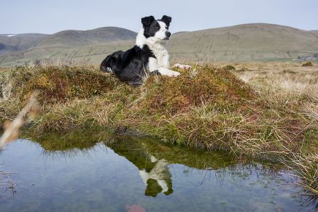 77 Dog reflection Stock Pictures, Editorial Images and Stock Photos ...