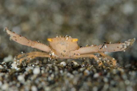 1 Trapeziidae Stock Pictures, Editorial Images and Stock Photos ...