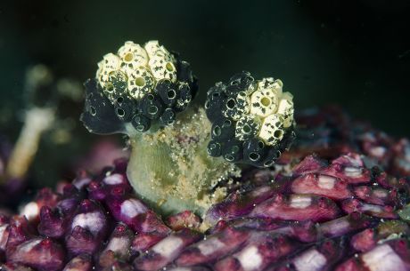 2 Clavelinidae Stock Pictures, Editorial Images and Stock Photos ...