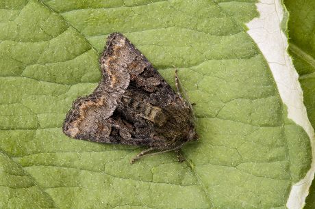 250 Noctuid Stock Pictures, Editorial Images and Stock Photos ...