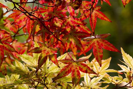 68 Acer palmatum Stock Pictures, Editorial Images and Stock Photos ...