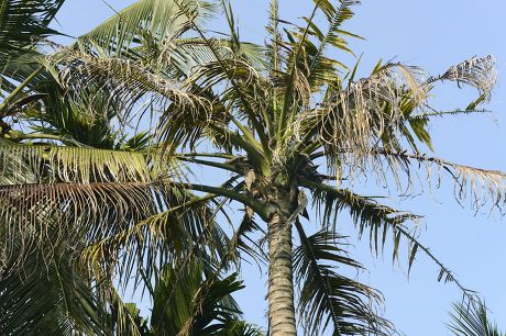 2 Shrivels Stock Pictures, Editorial Images and Stock Photos | Shutterstock