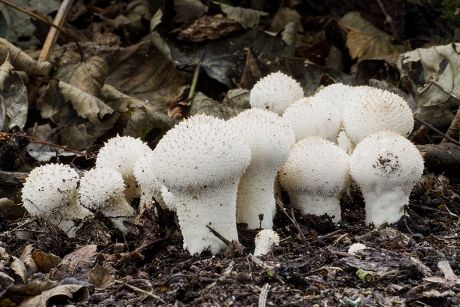 33 Common puffballs Stock Pictures, Editorial Images and Stock Photos ...