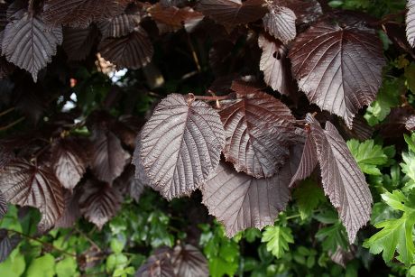 7 Purple leaved filbert Stock Pictures, Editorial Images and Stock ...