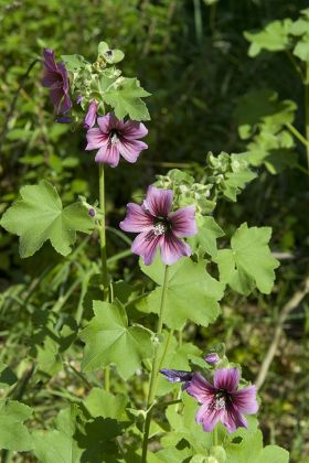 Common Mallow Malva Sylvestris Flowering On Editorial Stock Photo ...