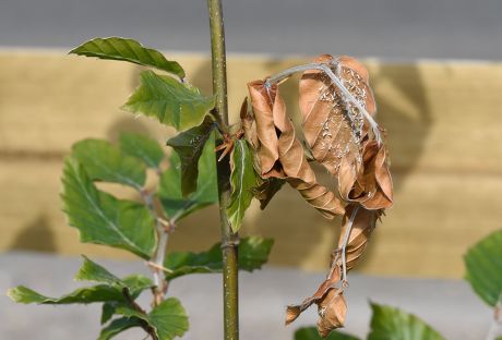 4 Phyllaphis Stock Pictures, Editorial Images and Stock Photos ...