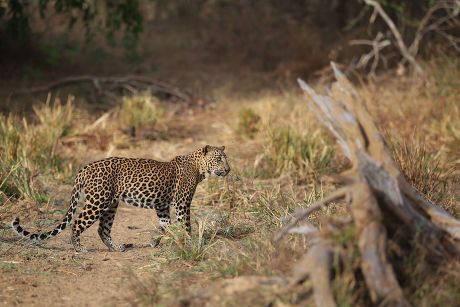 Leopard Editorial Stock Photo - Stock Image | Shutterstock