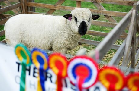 Prize Winning Sheep Stands Pen Borrowby Editorial Stock Photo - Stock ...