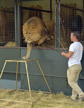300614 Big Cat Trainer Thomas Chipperfield Editorial Stock Photo ...