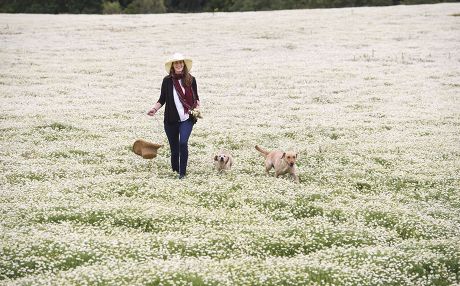 Chamomile being grown at Frith Farm, Basingstoke, Britain - 25 Jul 2015 ...