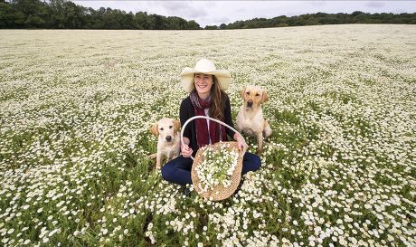 Chamomile being grown at Frith Farm, Basingstoke, Britain - 25 Jul 2015 ...