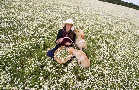 Chamomile being grown at Frith Farm, Basingstoke, Britain - 25 Jul 2015 ...
