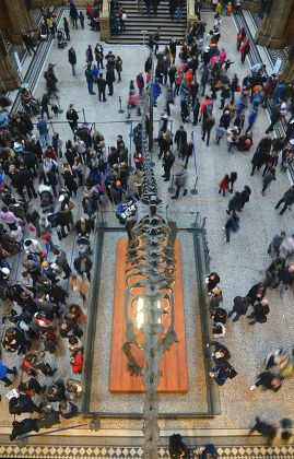Visitors Crowd Around Diplodocus Skeleton Entrance Editorial Stock ...